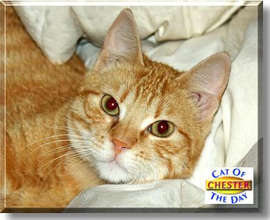 Chester - Cat - April 13, 2004
